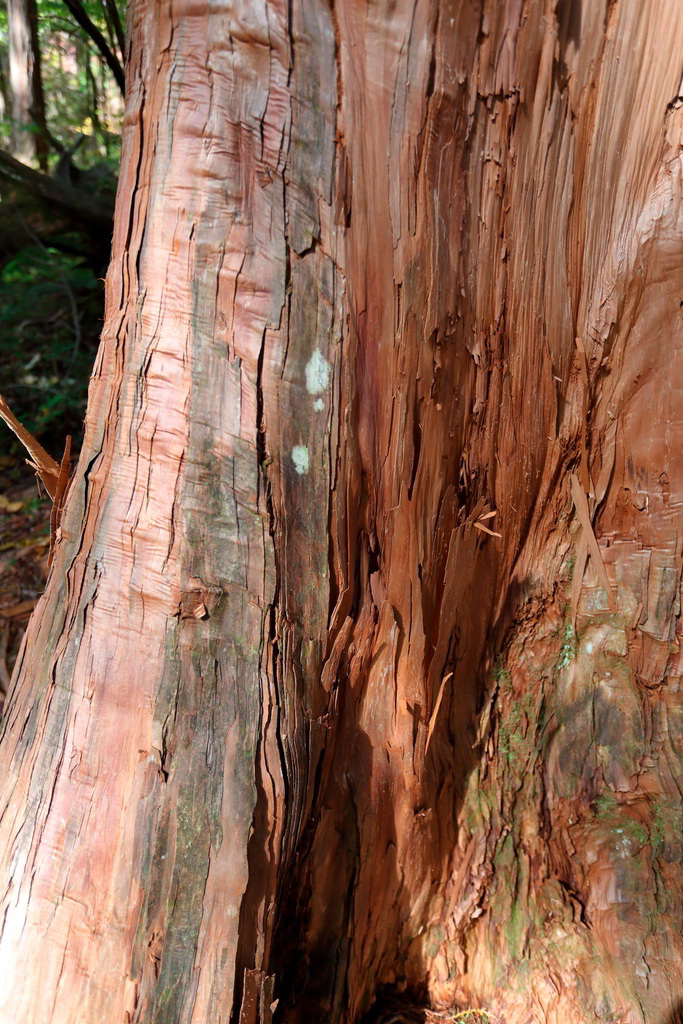 Akasawa Forest - Mindfulness in Nature Retreats